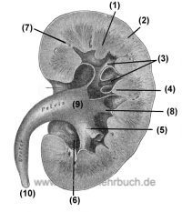 Nieren: Anatomie, Gefäße, Aufbau und Nerven – www.urologielehrbuch.de